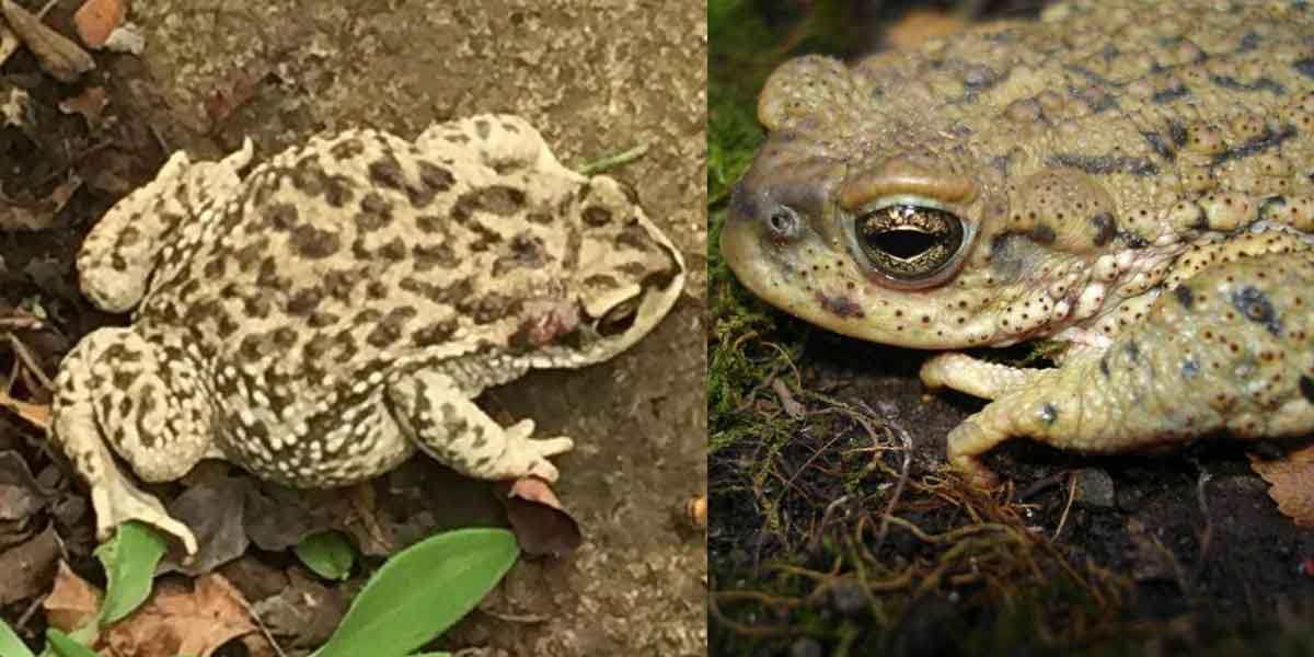 Descubre el significado detrás de ver un sapo en la calle ※