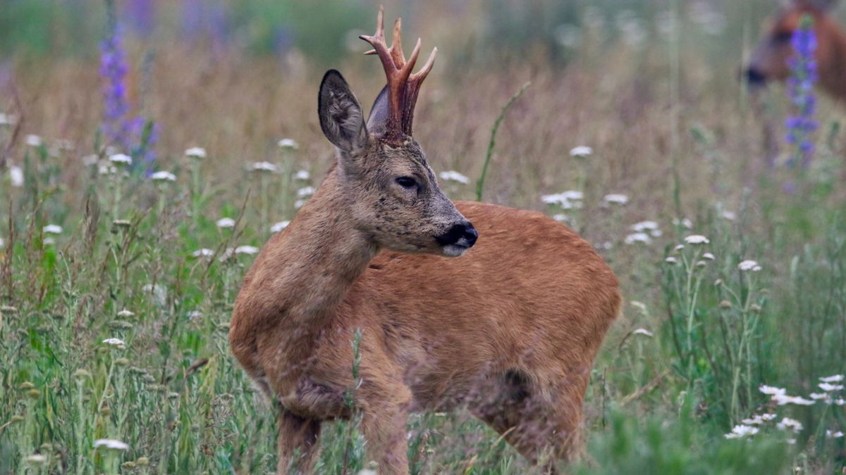 Descubre qué significa soñar con un venado atacándote ※