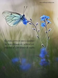 Mariposas y reflexiones en imágenes: ¡Un dúo mágico! ※