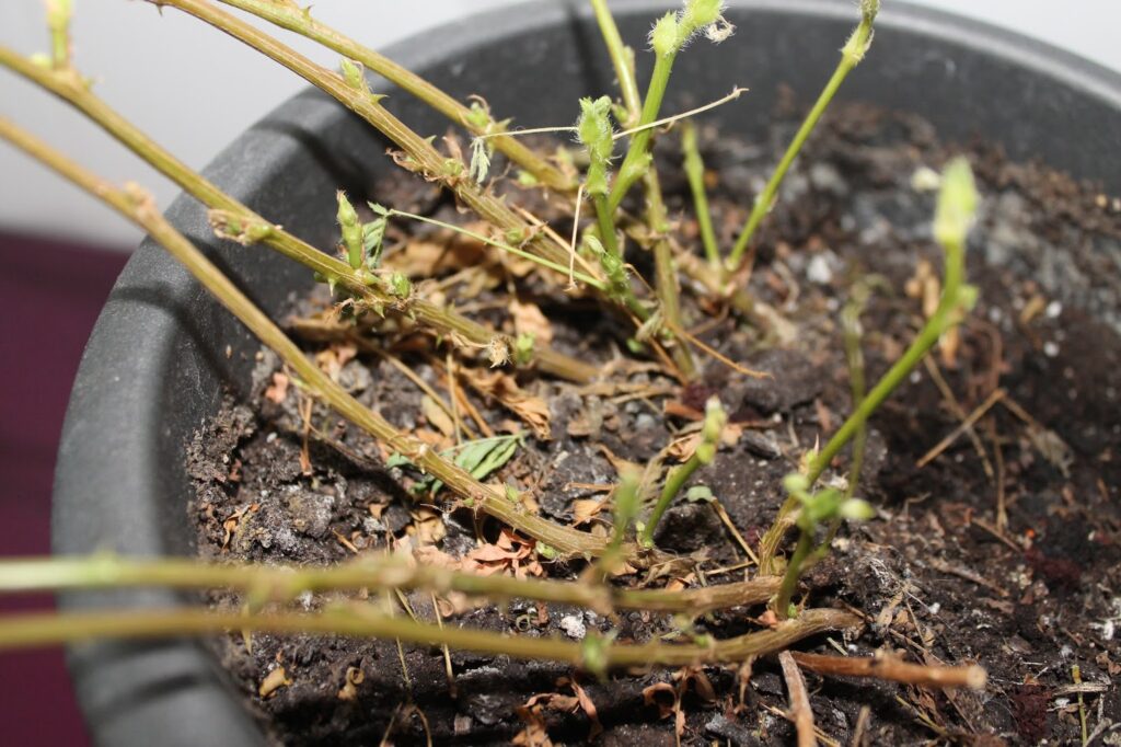 Planta muerta o en hibernación Aprende a identificarlo fácilmente ※