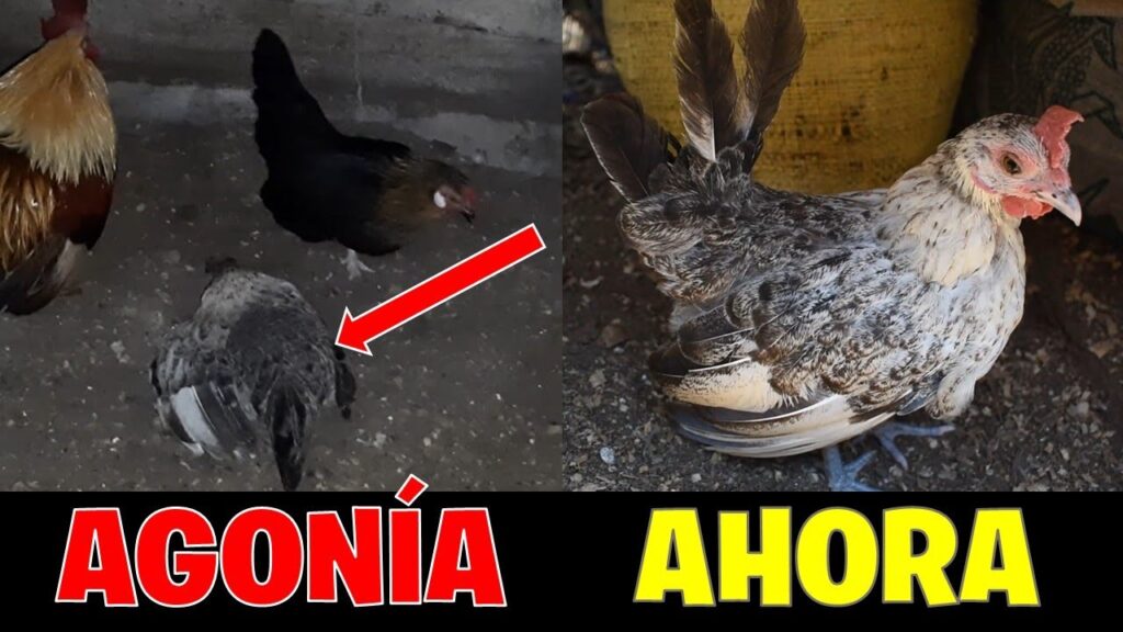 Qué hacer si tu gallina muere ¡Conoce los pasos a seguir! ※